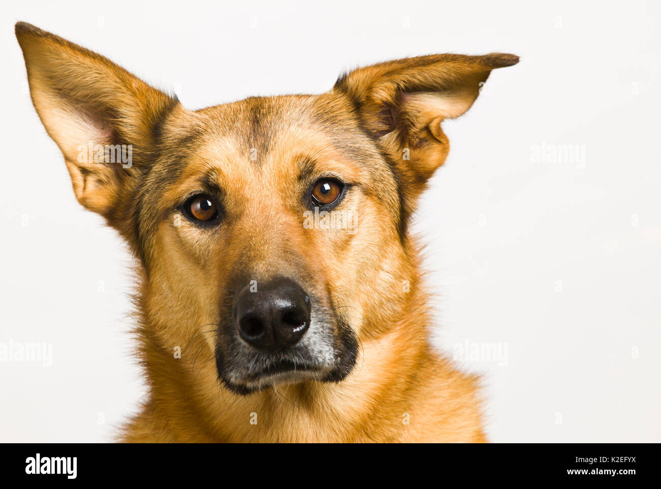 Chinook dog hi-res stock photography and images - Alamy