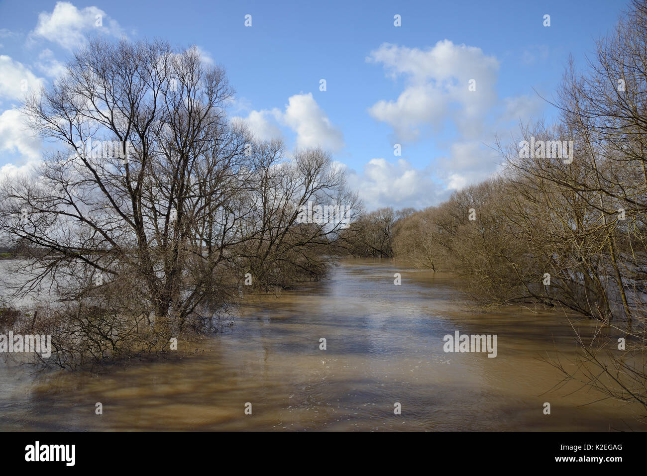 River Avon overflowing its tree-lined banks, Melksham, Wiltshire, UK ...