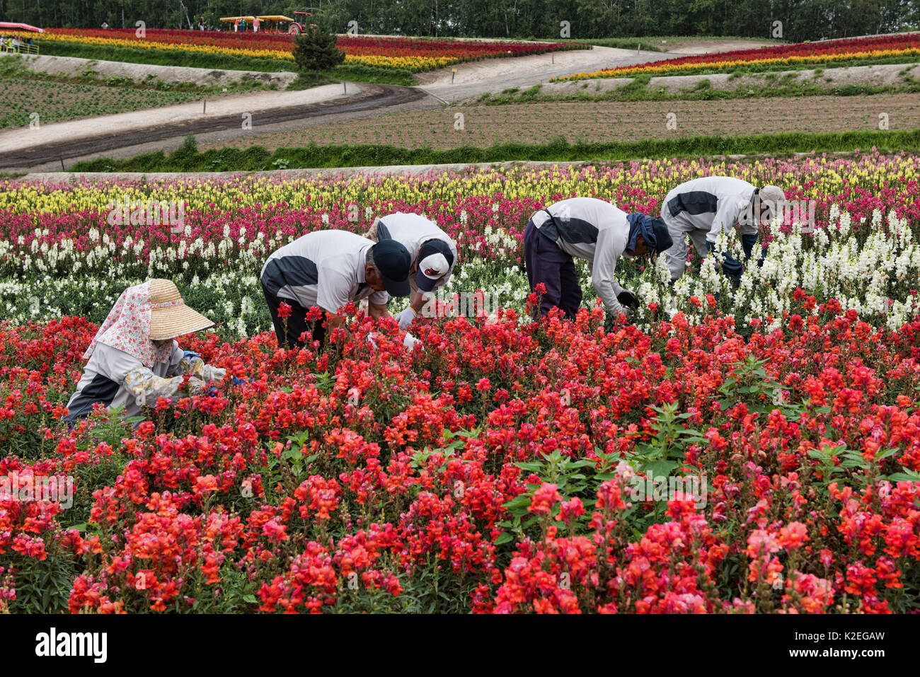 Workers pruning snapdragons (Antirrhinum) at the colourful Shikisai no ...