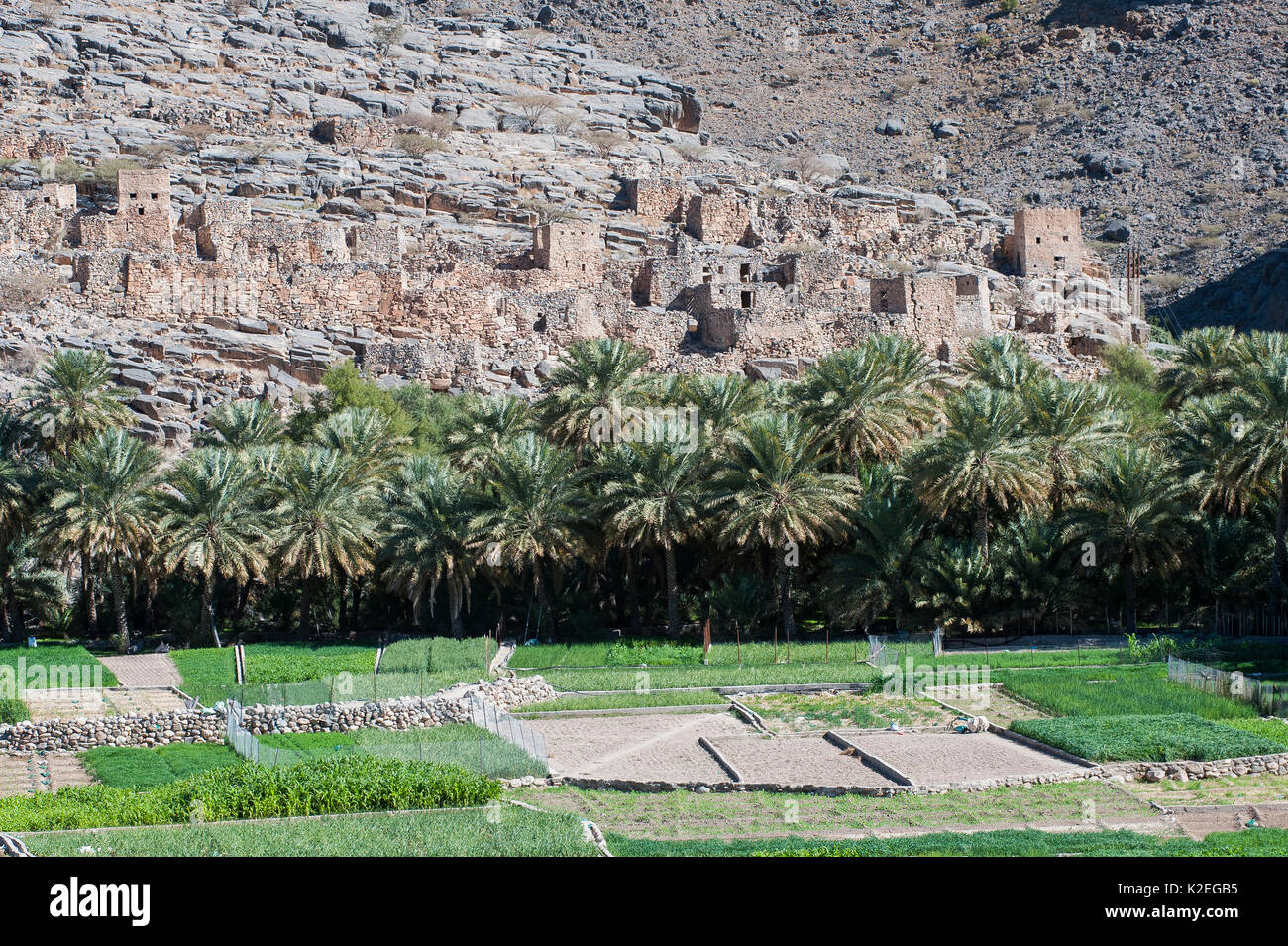 Date palms oman hi-res stock photography and images - Alamy