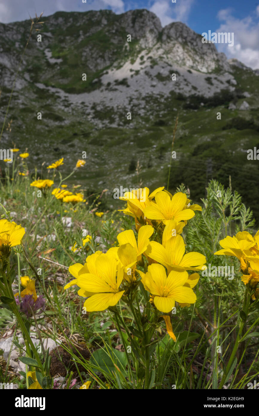 Plants linum hi-res stock photography and images - Alamy