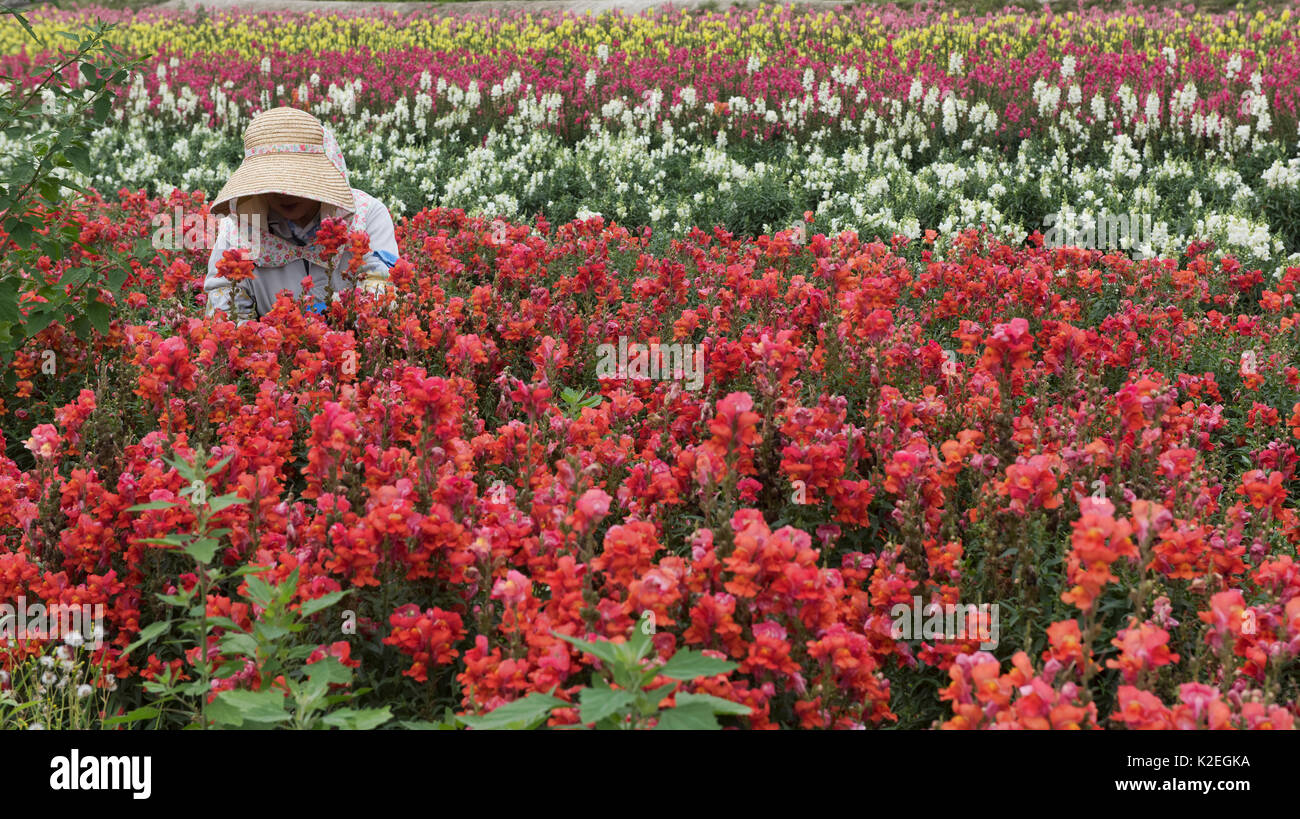 Snapdragons antirrhinum hi-res stock photography and images - Alamy
