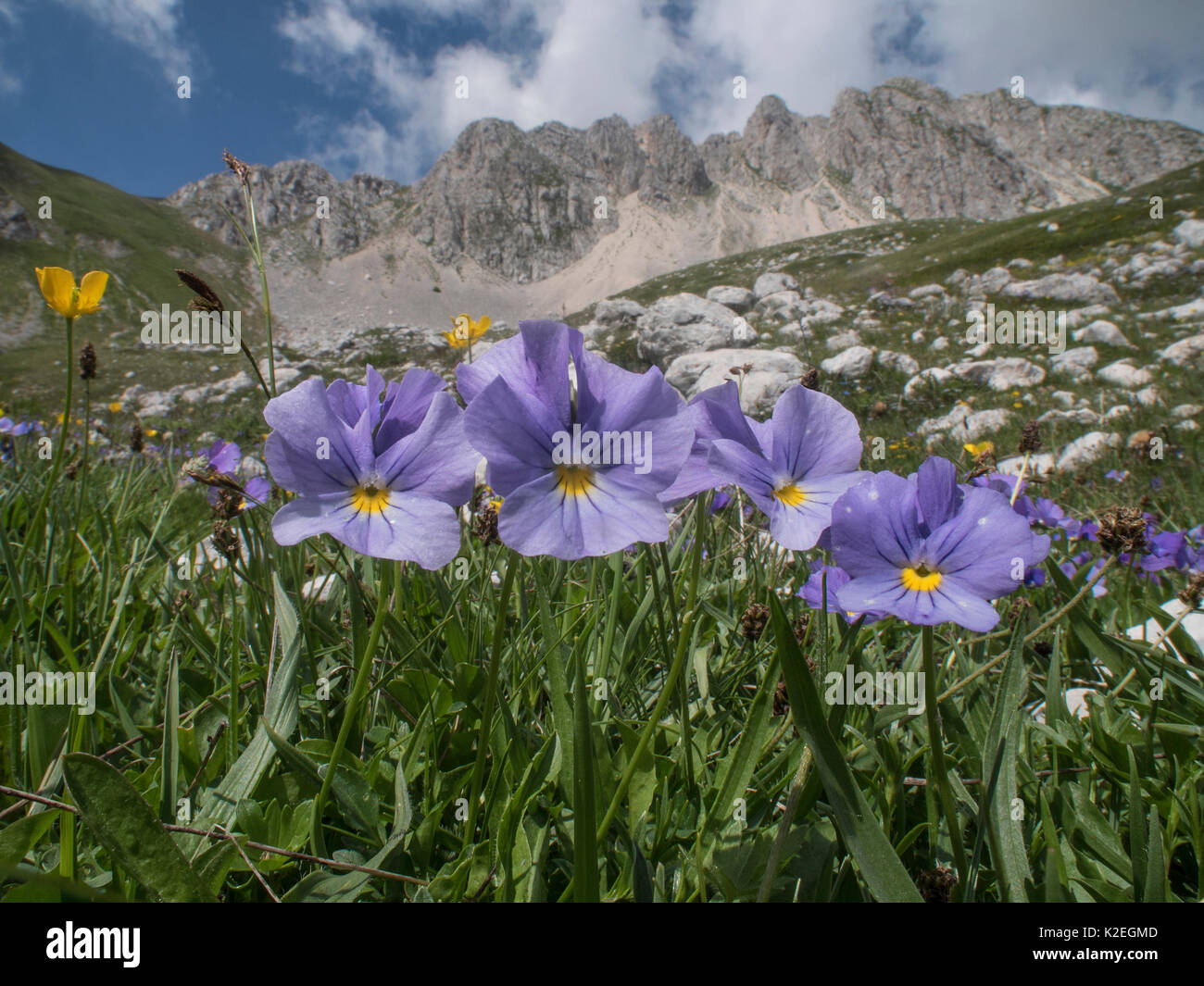Eugenia's pansy (Viola eugeniae) an Apennine endemic photographed on Mt ...