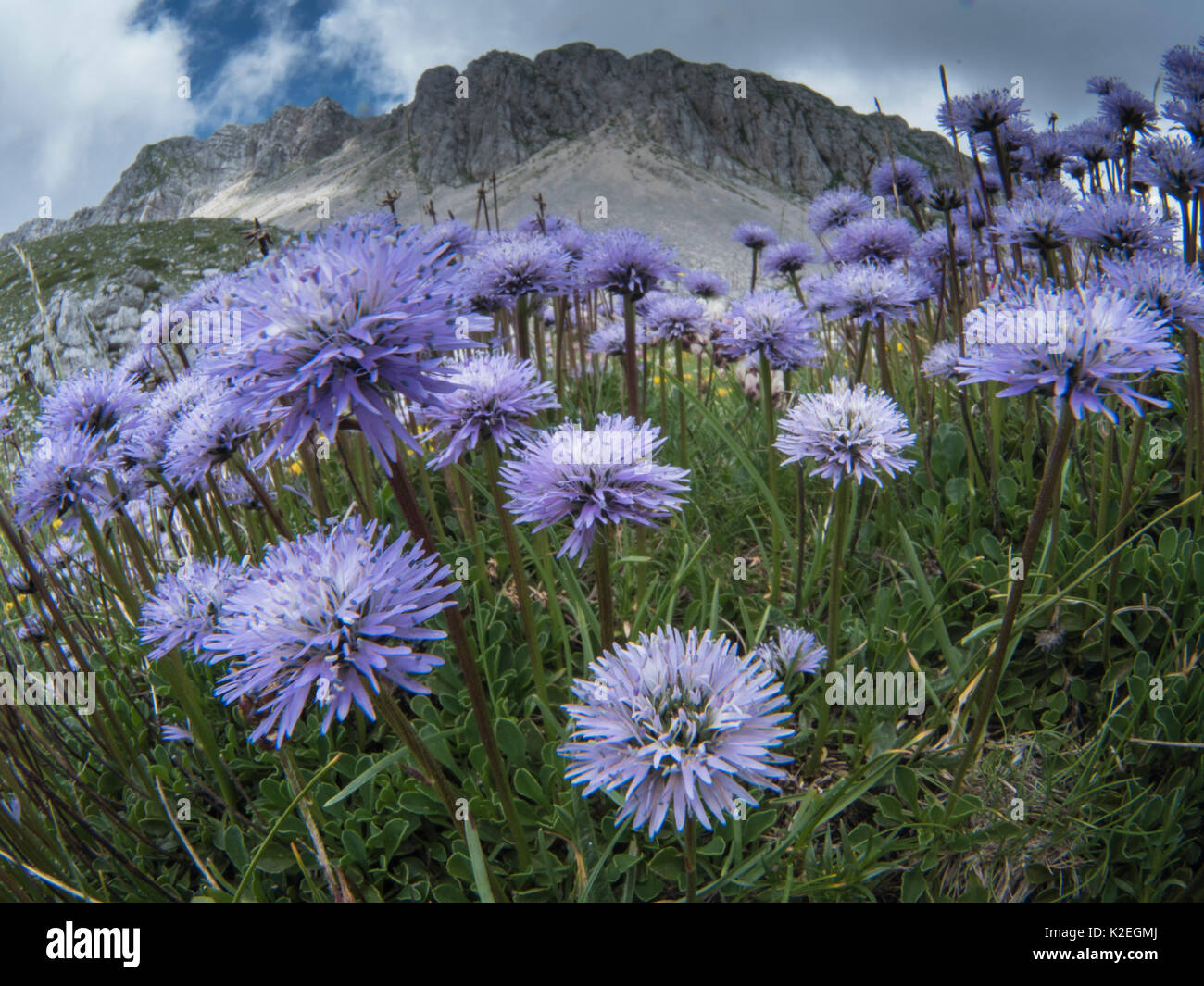 Apennine Globularia (Globularia meridionalis) Mount Terminillo, Lazio ...