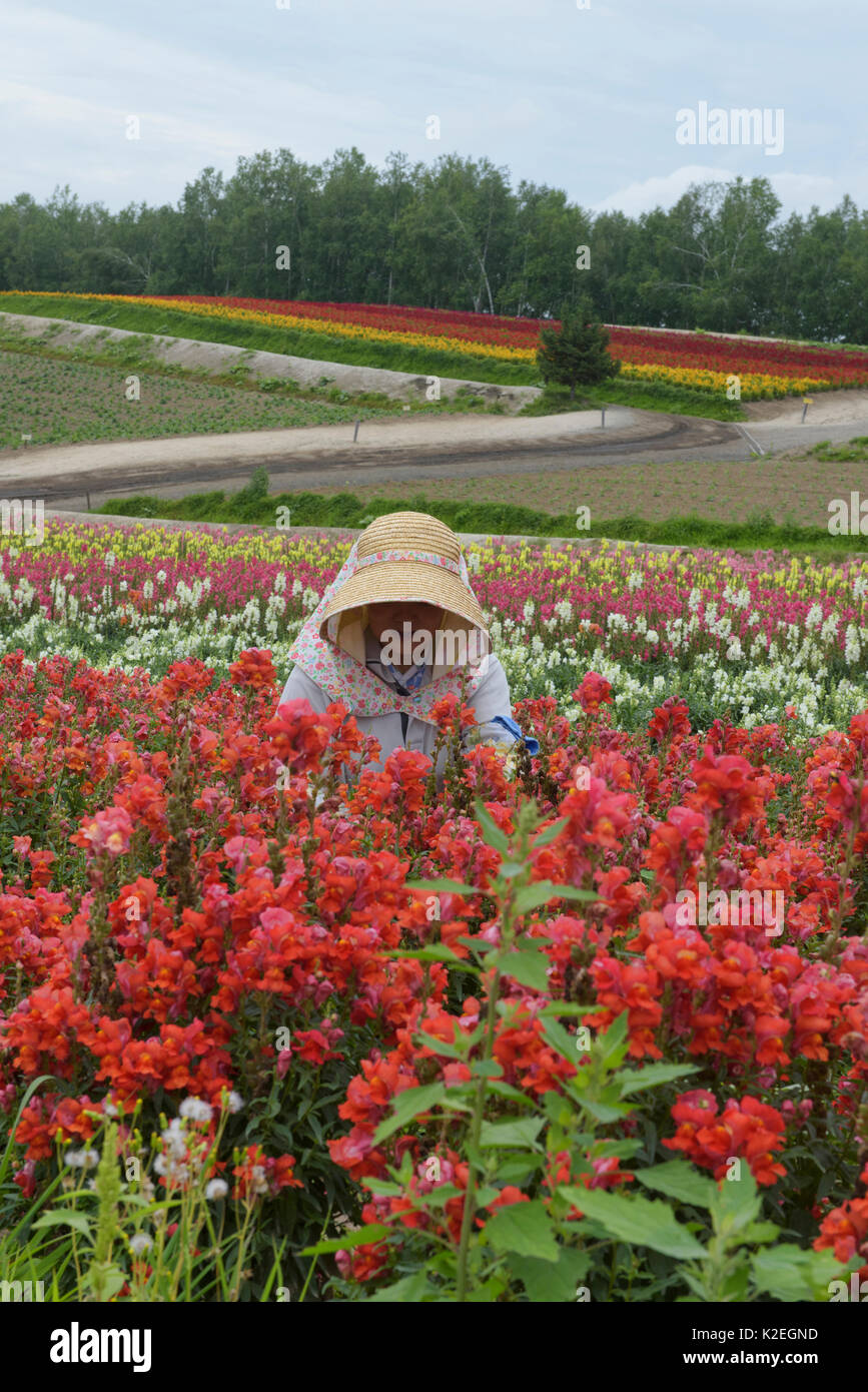 Antirrhinum snapdragons hi-res stock photography and images - Alamy