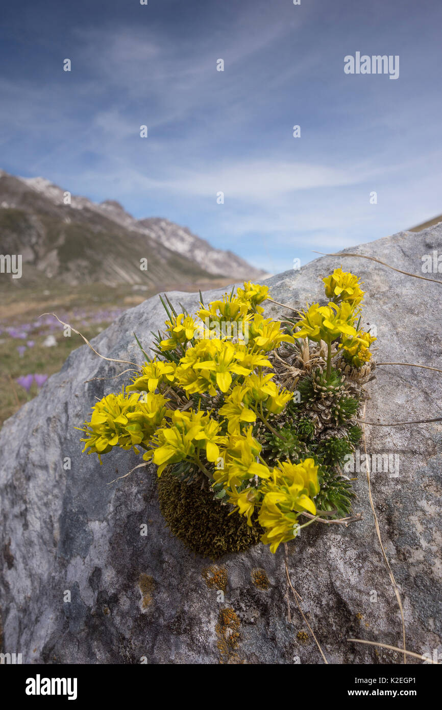 Whitlow grass hi-res stock photography and images - Alamy