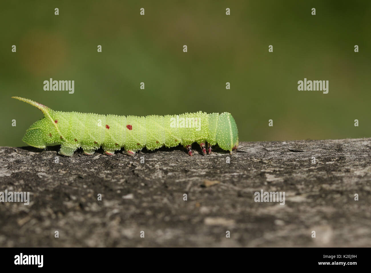 A Poplar Hawk-moth Caterpillar (Laothoe populi Stock Photo - Alamy