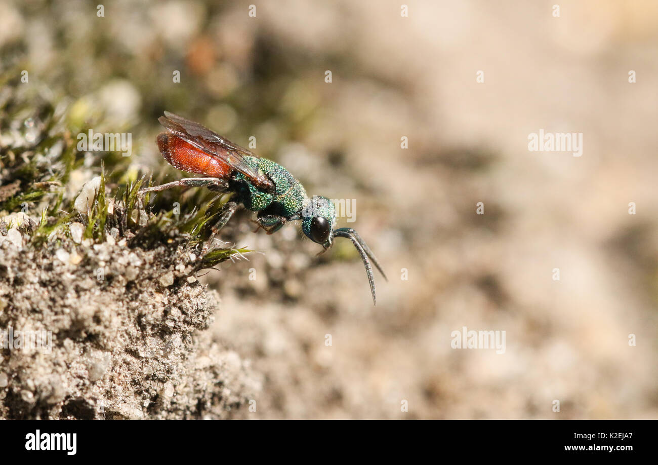 A tiny Ruby-tailed Wasp (Chrysis ignita) perched on moss on the ground ...