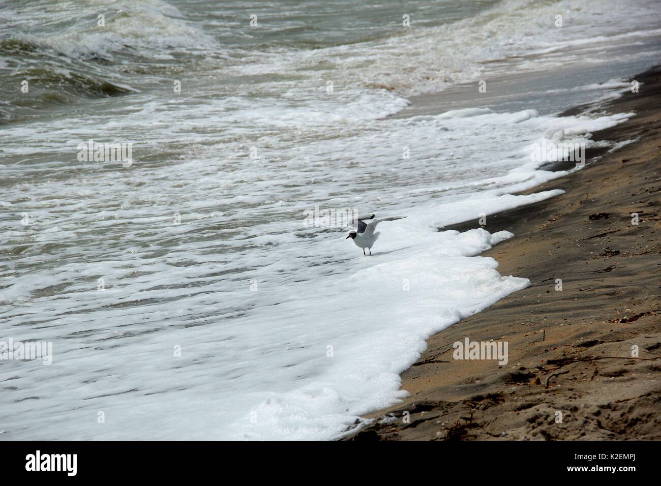 A seagull and a surf. The sea of Azov. Ukraine, Zaporizhzhia Stock ...