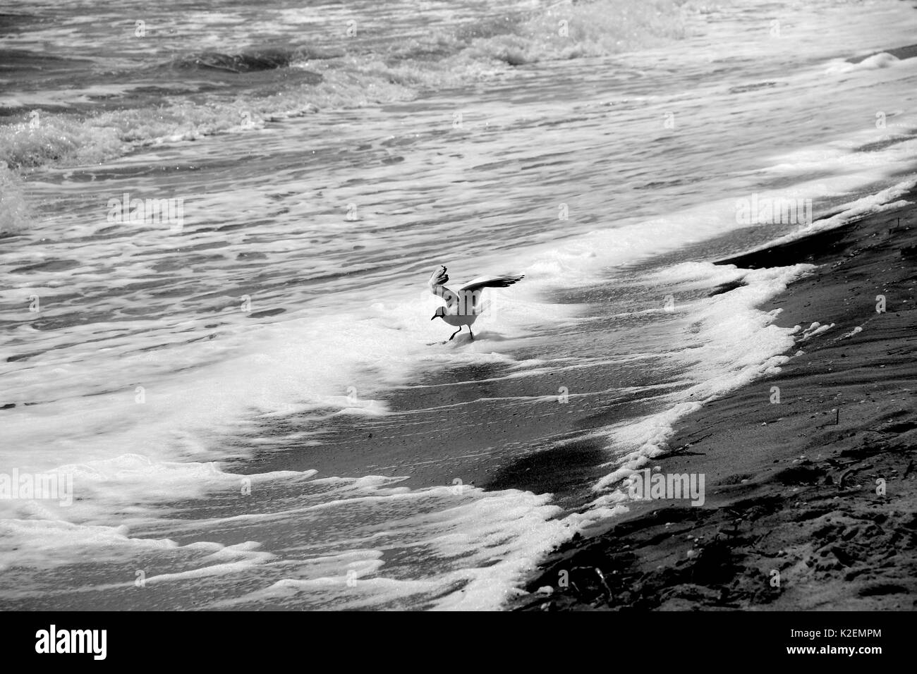 A seagull and a surf. The sea of Azov. Ukraine, Zaporizhzhia Stock ...