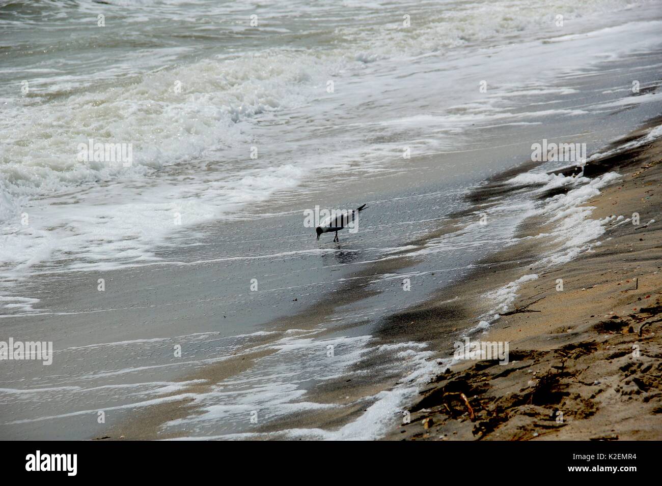 A seagull and a surf. The sea of Azov. Ukraine, Zaporizhzhia Stock ...