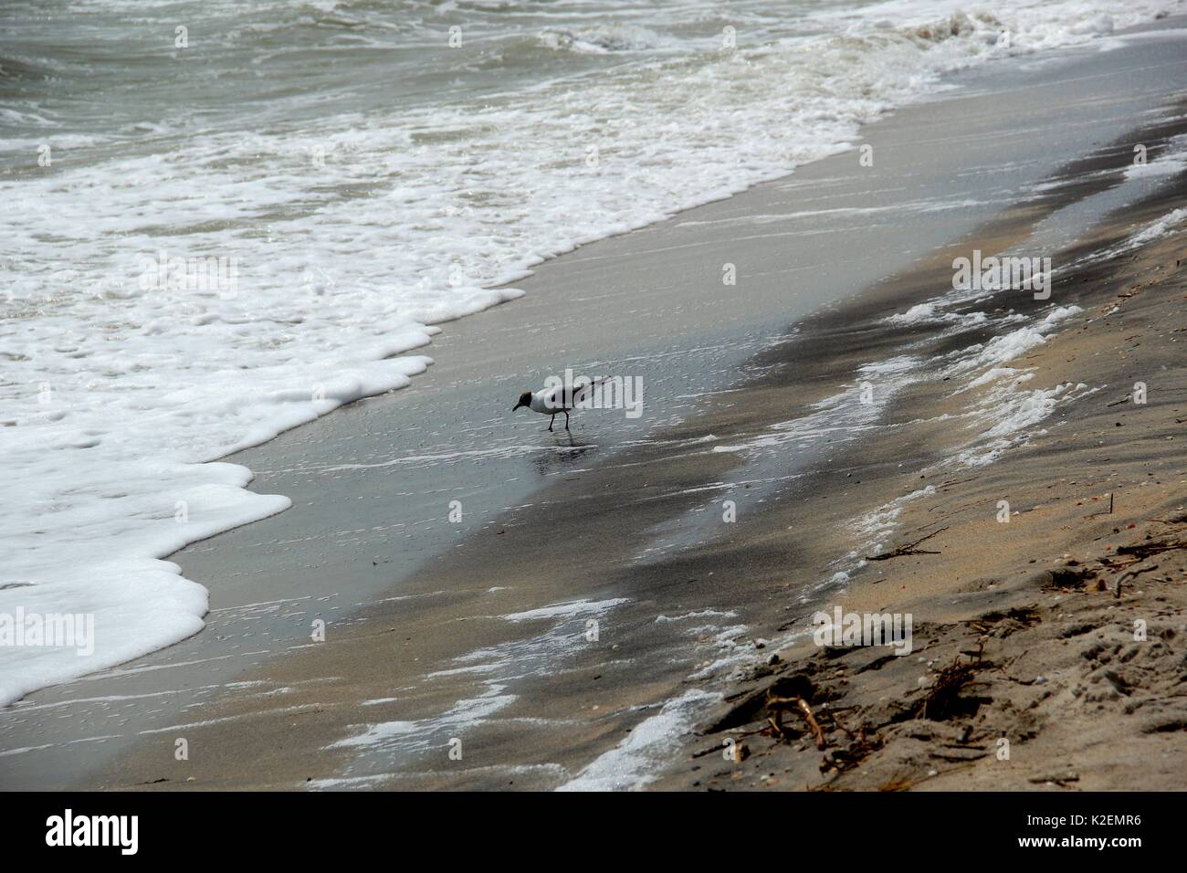 A seagull and a surf. The sea of Azov. Ukraine, Zaporizhzhia Stock ...
