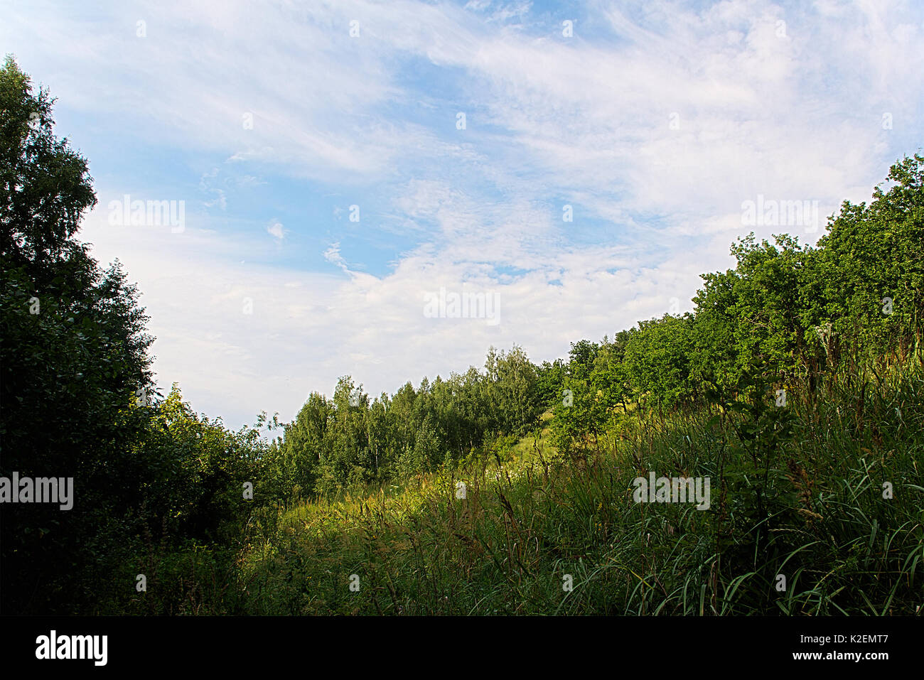 A steep slope covered with green grass and forest Stock Photo - Alamy