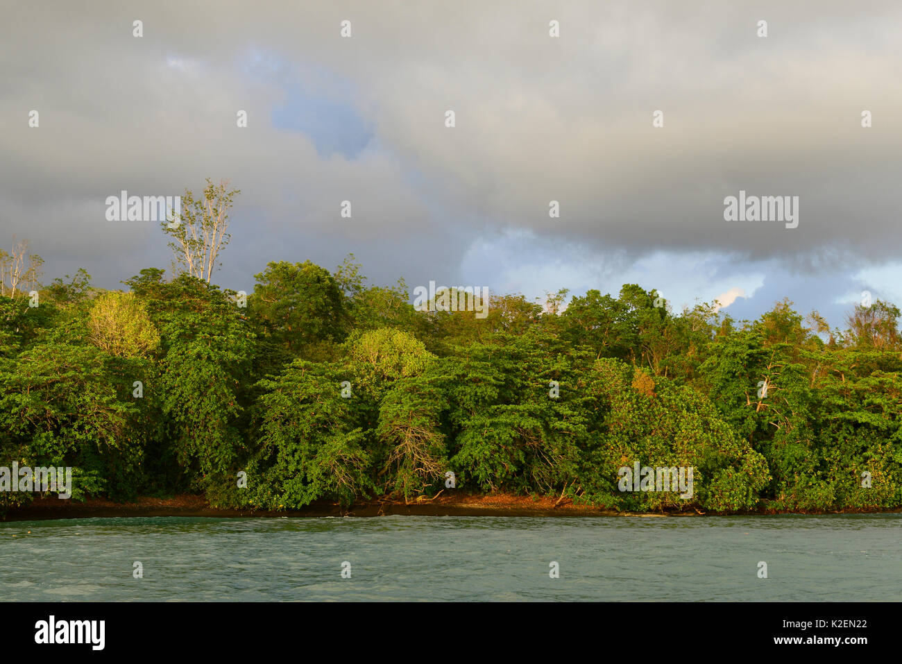 Sulawesi forest biodiversity hi-res stock photography and images - Alamy