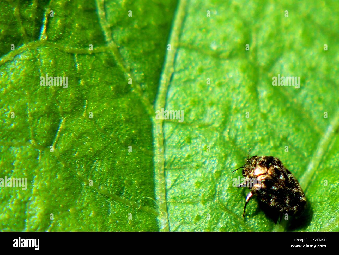 close-up - macro - view of a small bug - insect - pest - on a green ...