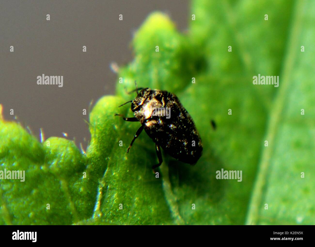 Parasito hi-res stock photography and images - Alamy