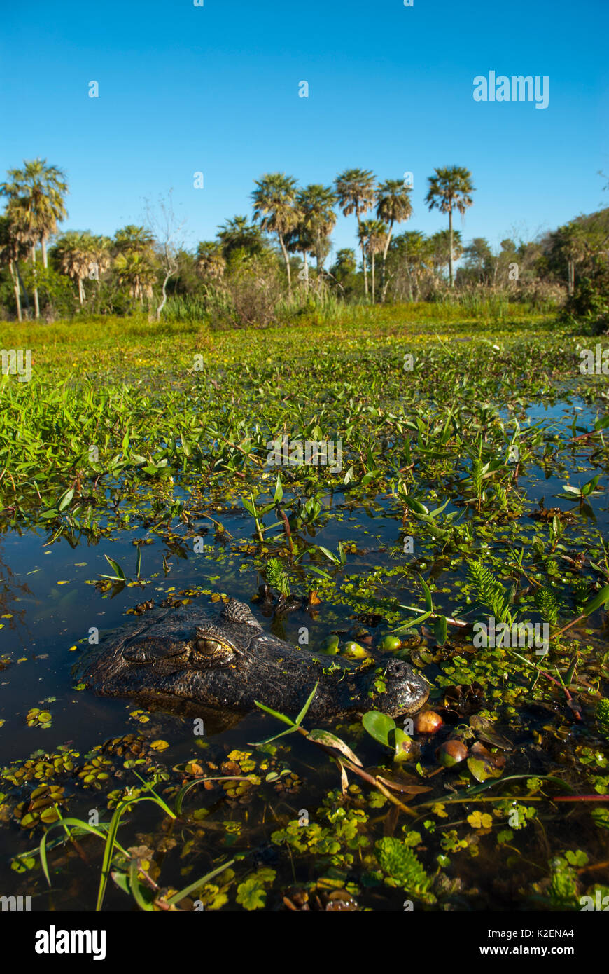 Wetland environment and forest, Ibera Marshes, Corrientes Province ...