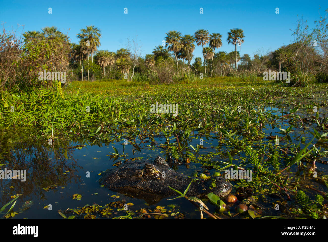 Wetland environment and forest, Ibera Marshes, Corrientes Province ...