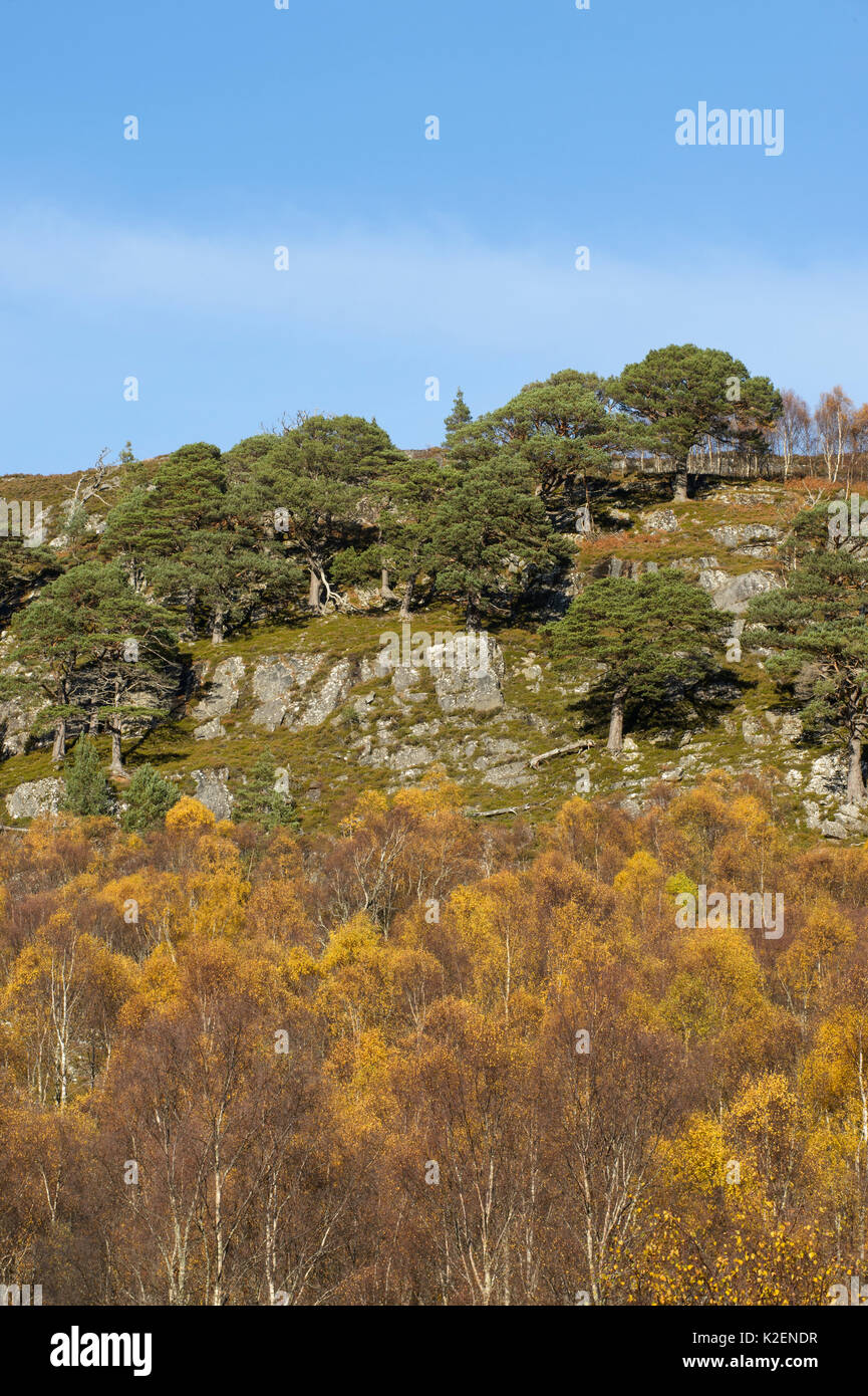 Birch tree on mountain slope hi-res stock photography and images - Alamy