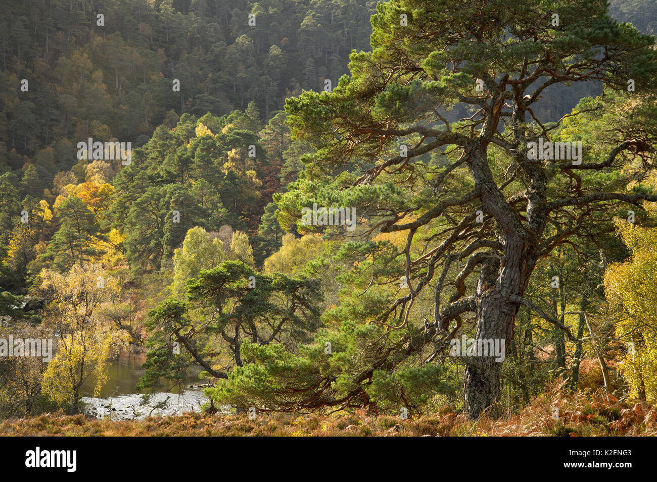 Scots pine (Pinus sylvestris) in native Caledonian forest, Glen ...