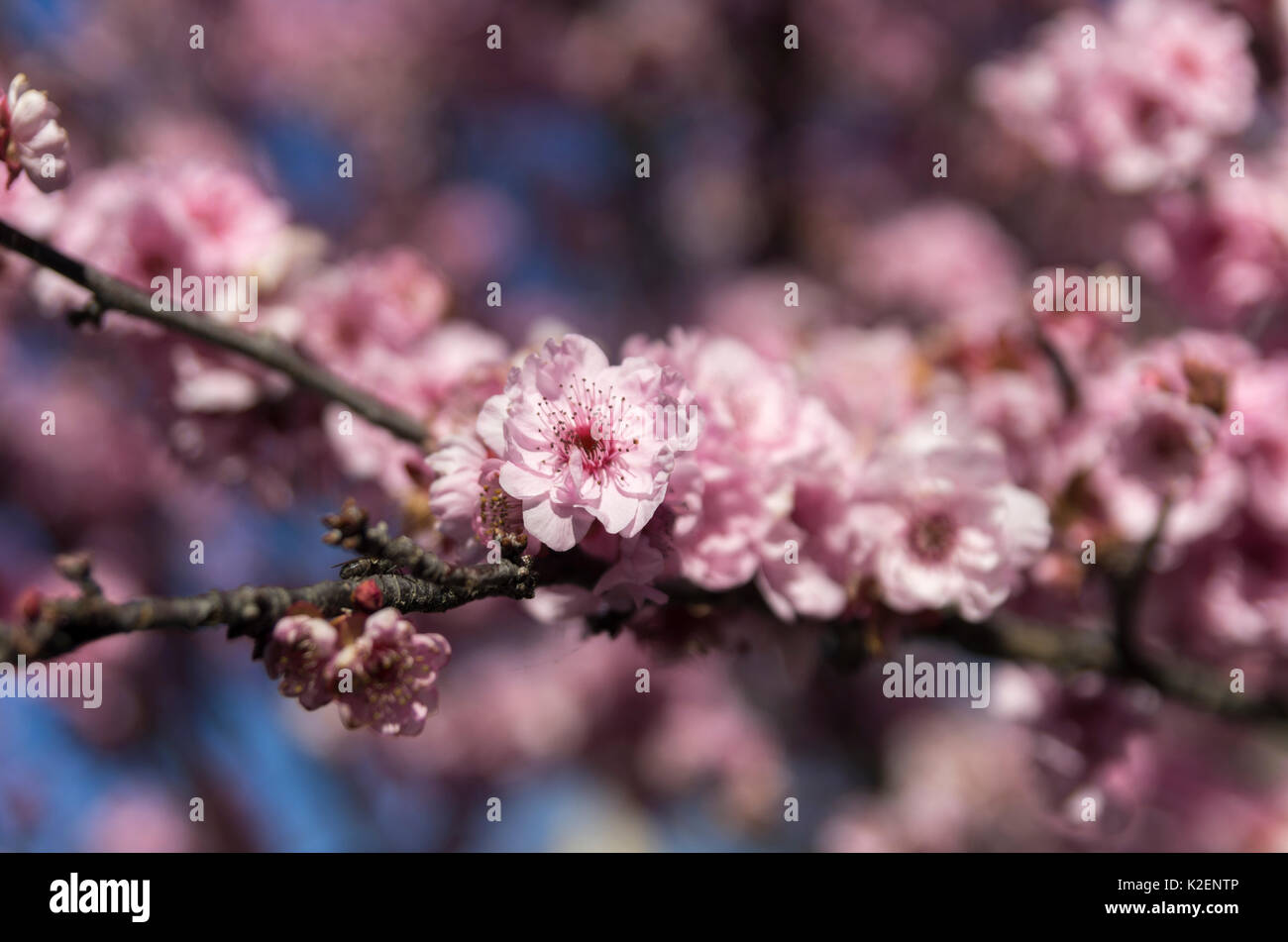 Cherry Blossom in spring, Wollstonecraft, Sydney, NSW, Australia Stock ...