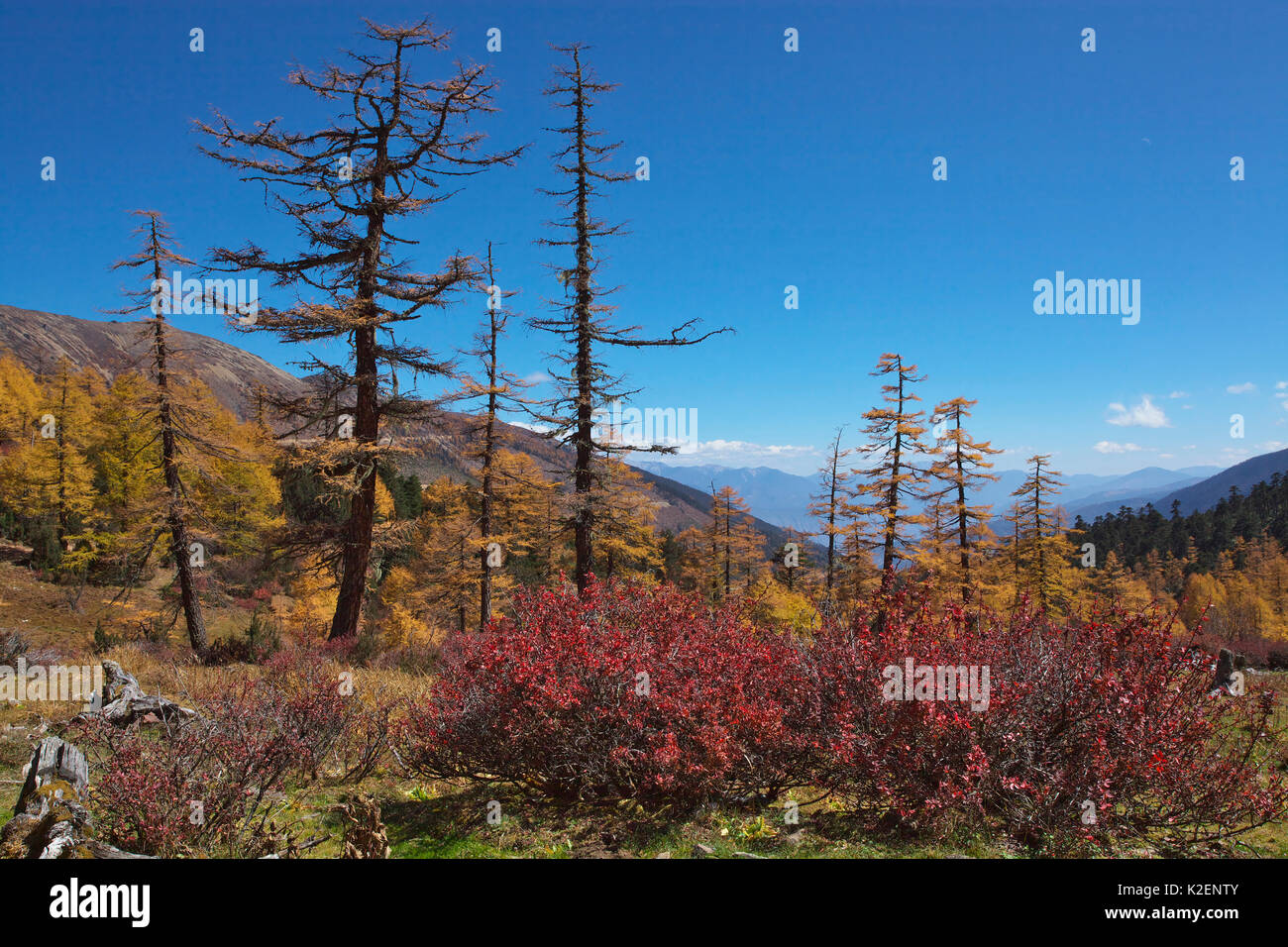 Autumnal trees on Baima Snow Mountain, Yunnan Province, China. October ...