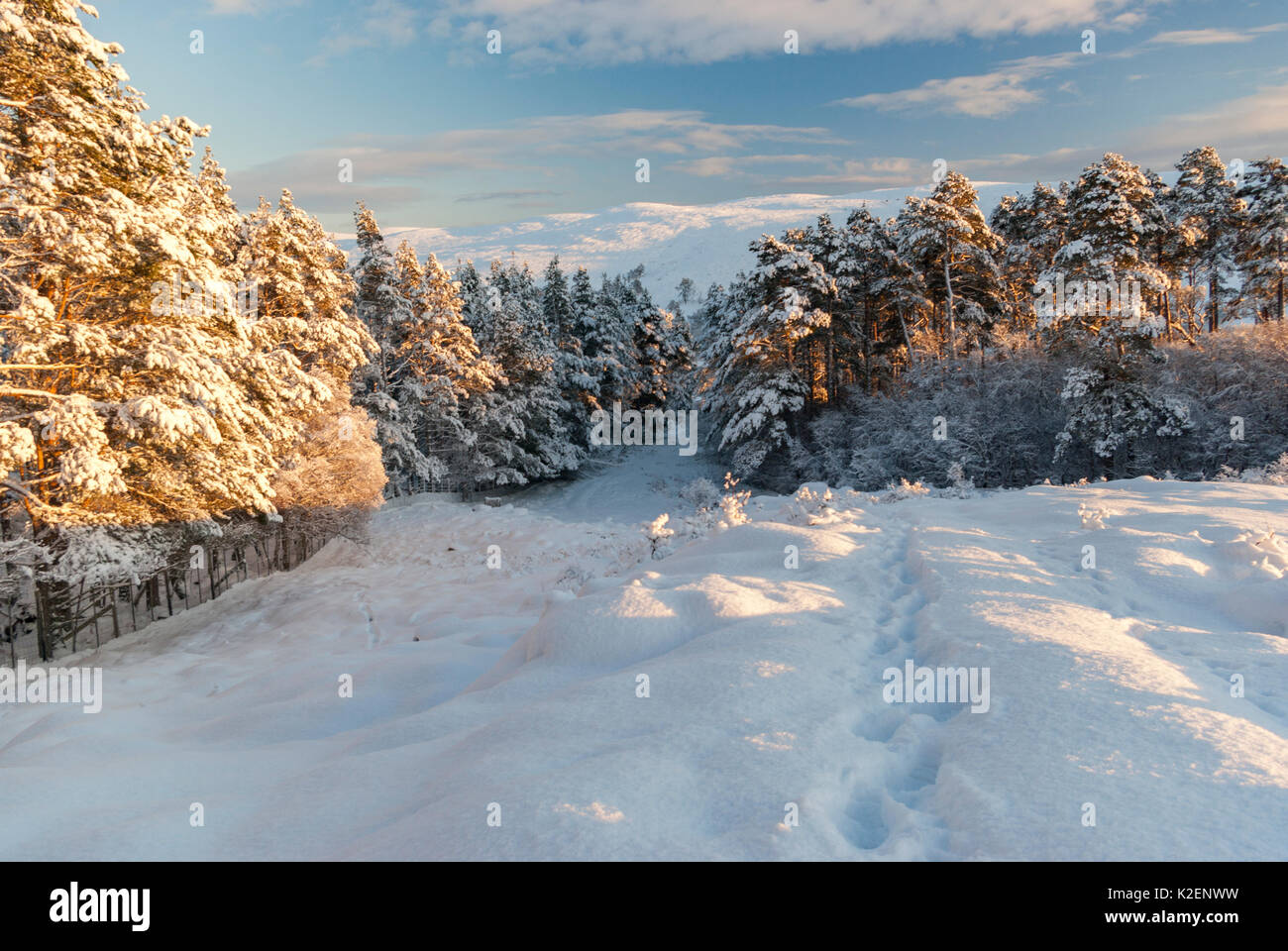 Forestry commission plantation in winter with snow, Rogart, Sutherland ...