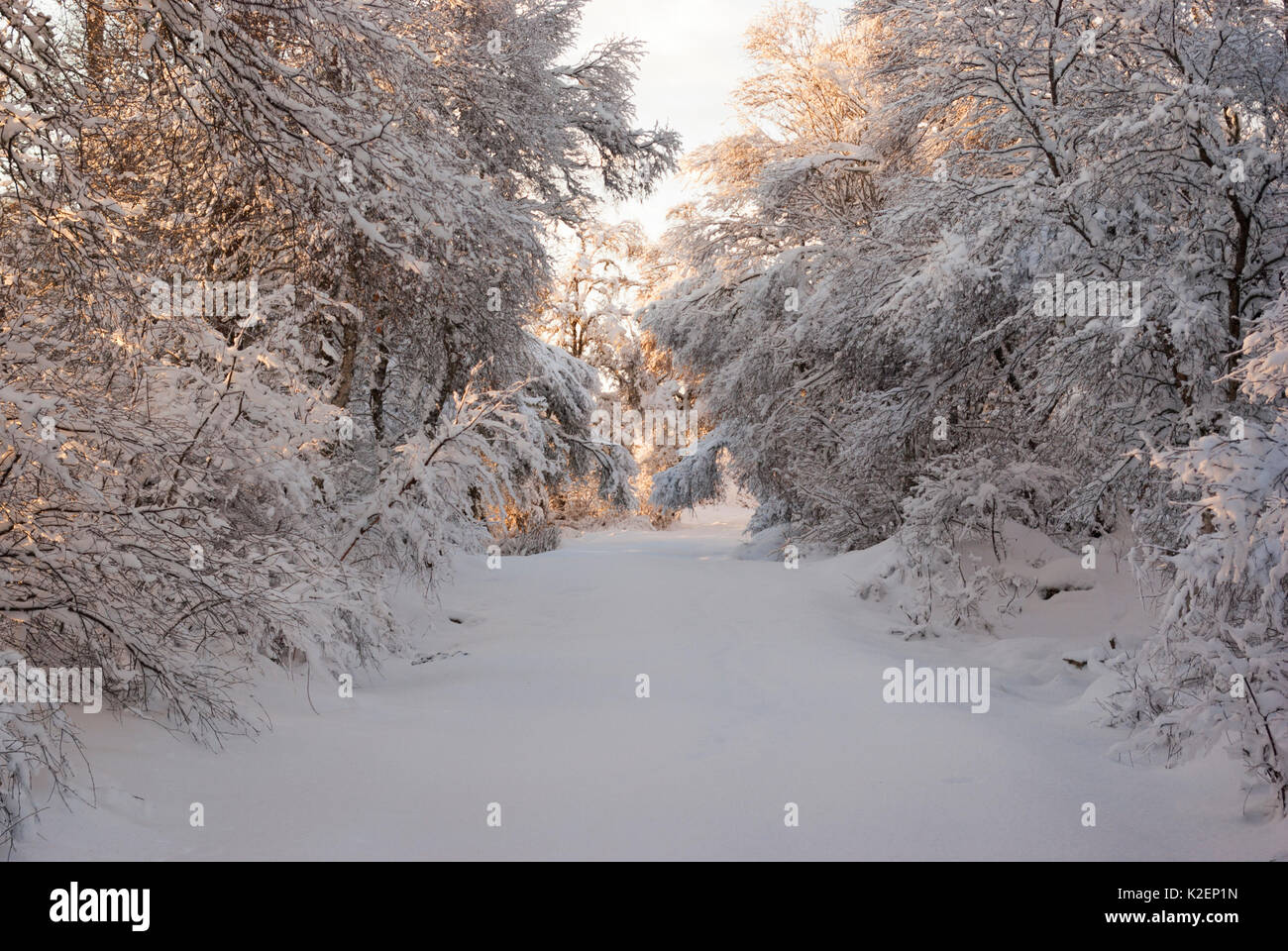 Rural countryside landscape pathway covered in snow, Rogart, Sutherland ...