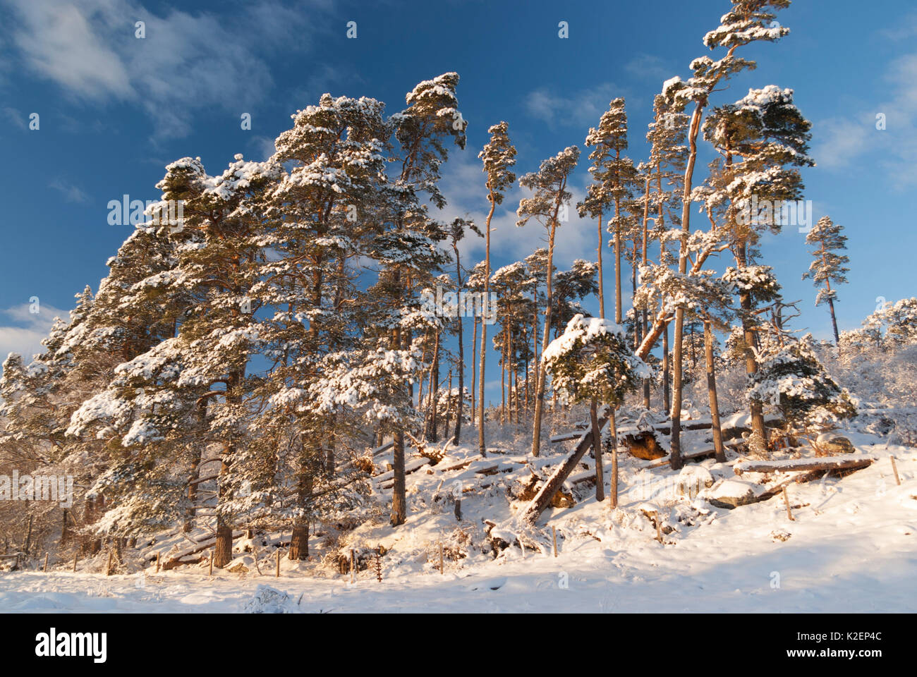 Snow on Scots Pines, Dalreavoch, Rogart, Sutherland, Highlands ...