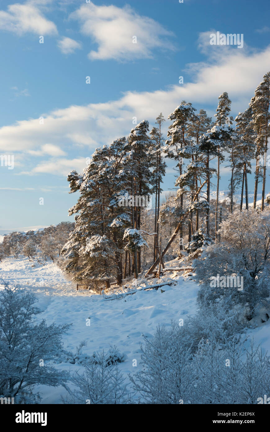 Snow on Scots Pines, Dalreavoch, Rogart, Sutherland, Highlands ...