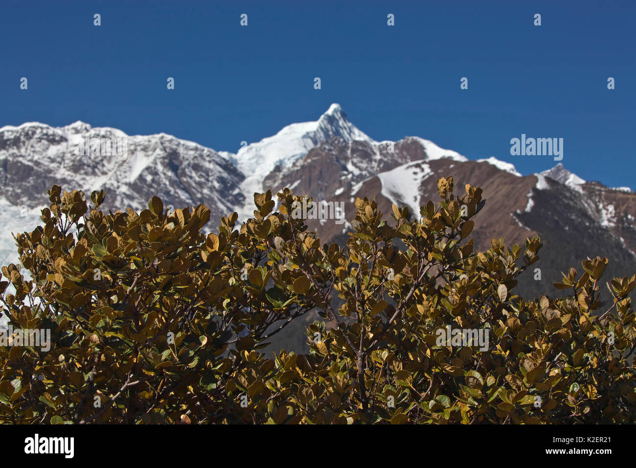 Kharsu oak (Quercus semecarpifolia) Kawakarpo Mountain, Meri Snow ...