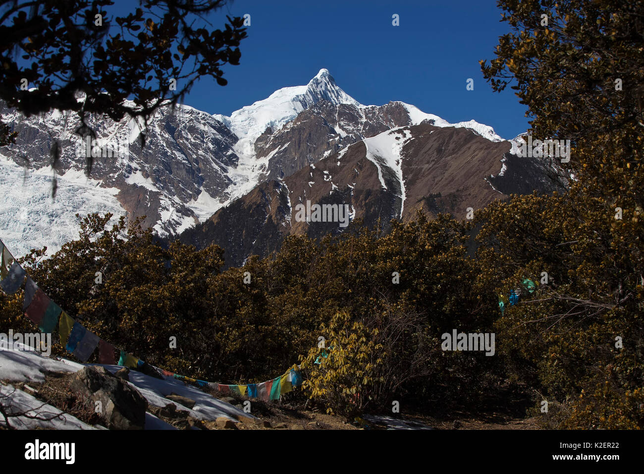 Kharsu oak (Quercus semecarpifolia) Kawakarpo Mountain, Meri Snow ...