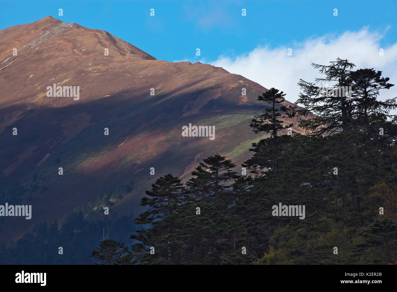 Kawakarpo Mountain and conifer trees, Meri Snow Mountain National Park ...