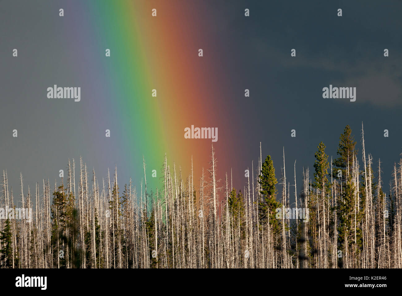 Rainbow over burnt forest along the Three Finger Jack trail, Mount ...