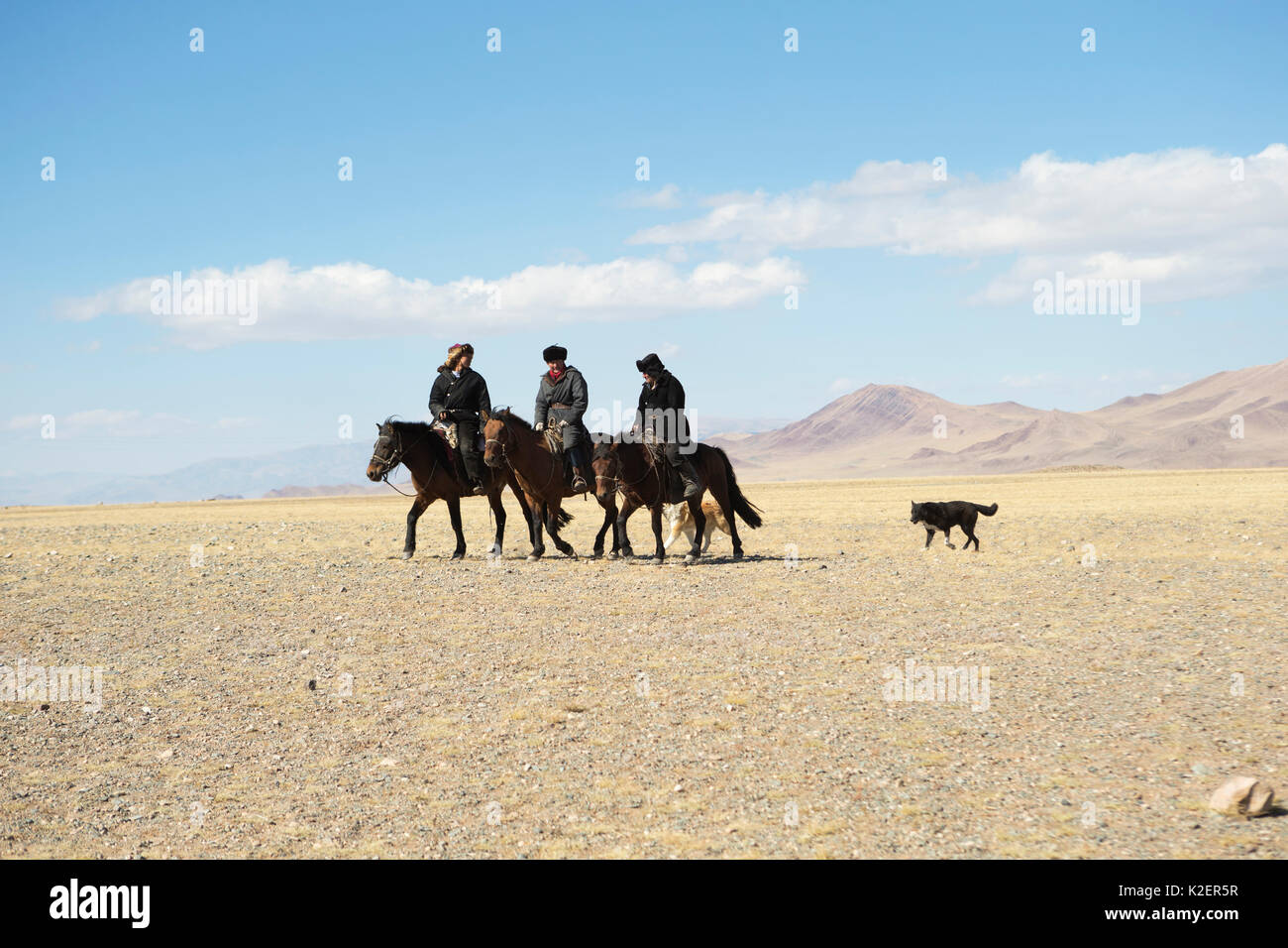 Three eagle hunters mounted on Mongolian horse arriving with their dogs ...