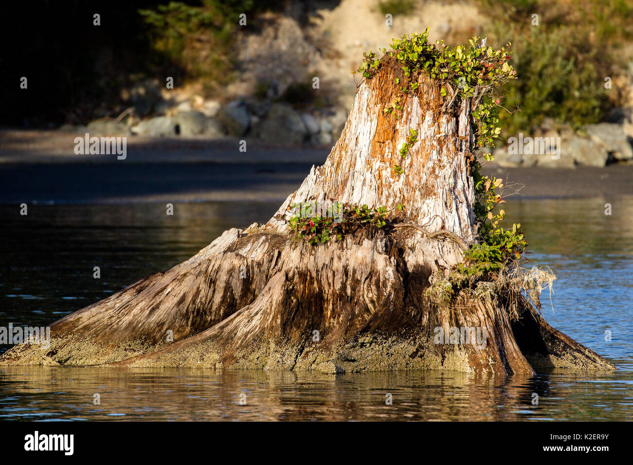Dead tree trunk in the river mound of the Gordon River at Port Renfrew ...