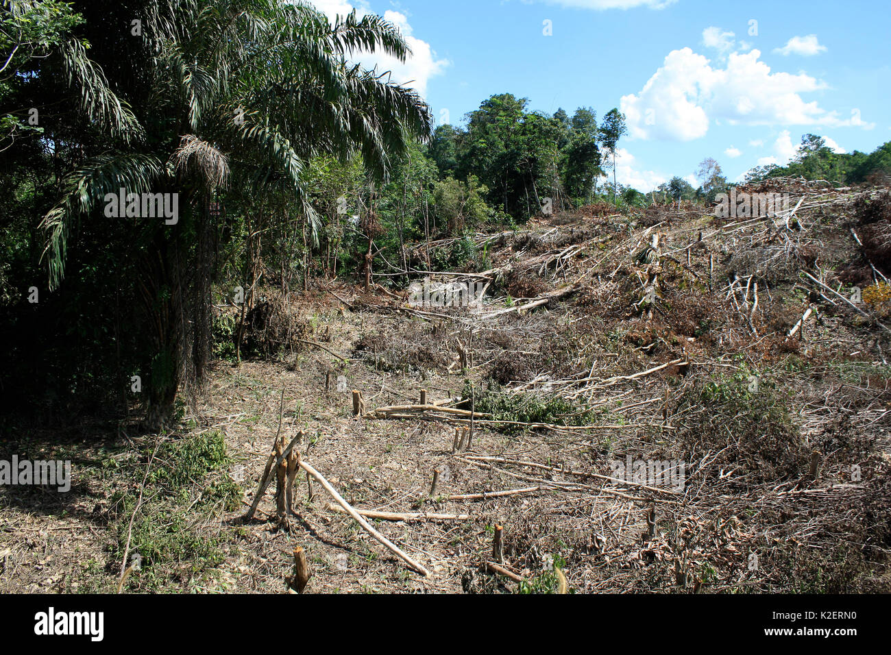 Palm oil forest elaeis guineensis hi-res stock photography and images ...