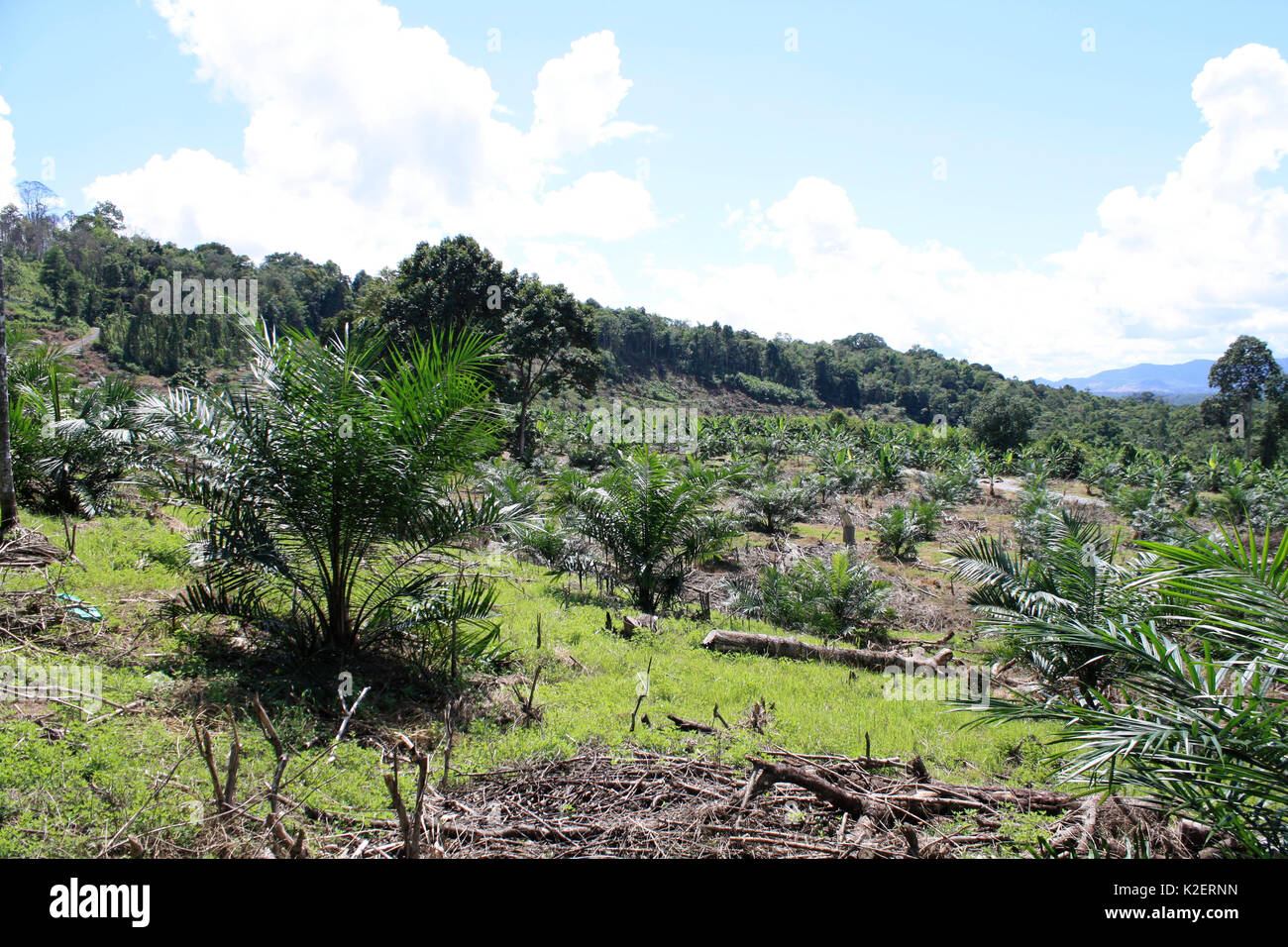 Borneo deforestation hi-res stock photography and images - Alamy