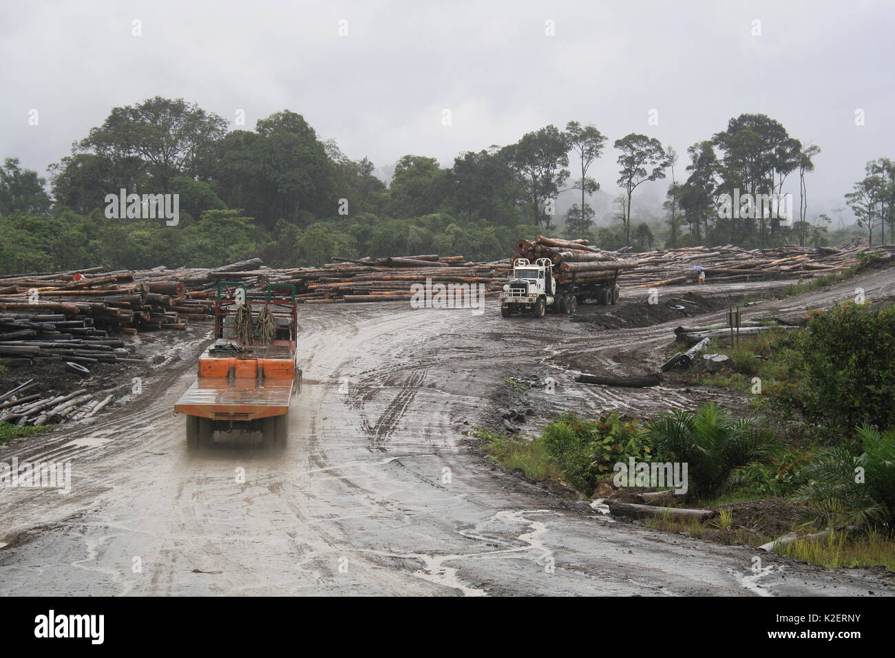 Deforestation for construction of dam, Sabah, Malaysian Borneo. July ...