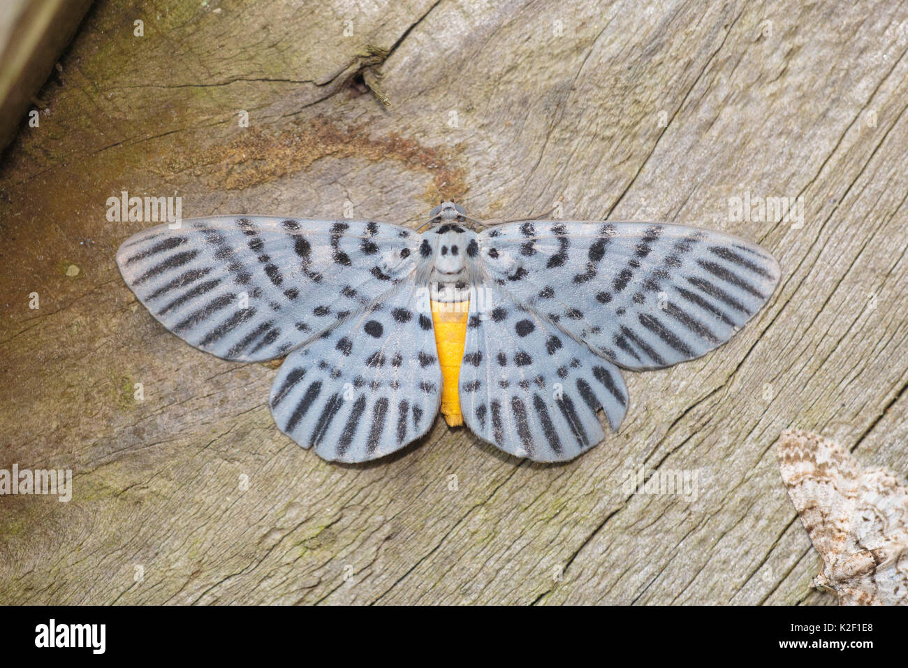 Georgiata hi-res stock photography and images - Alamy