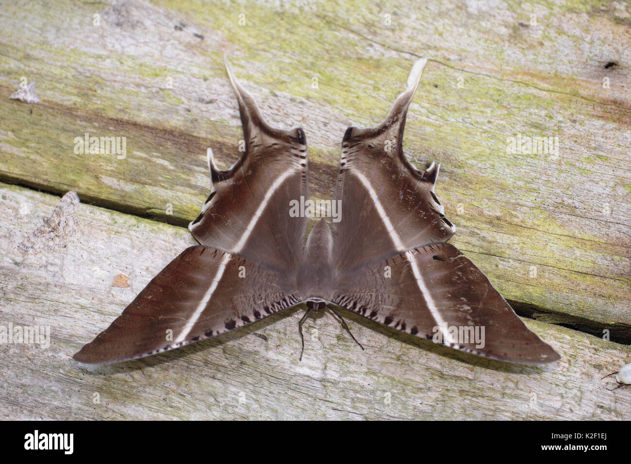 Lyssa hi-res stock photography and images - Alamy