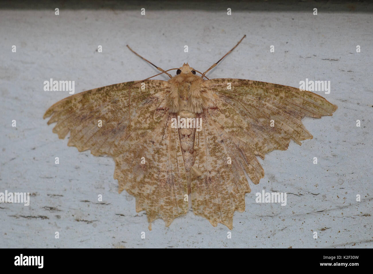 Geometridae sp hi-res stock photography and images - Alamy