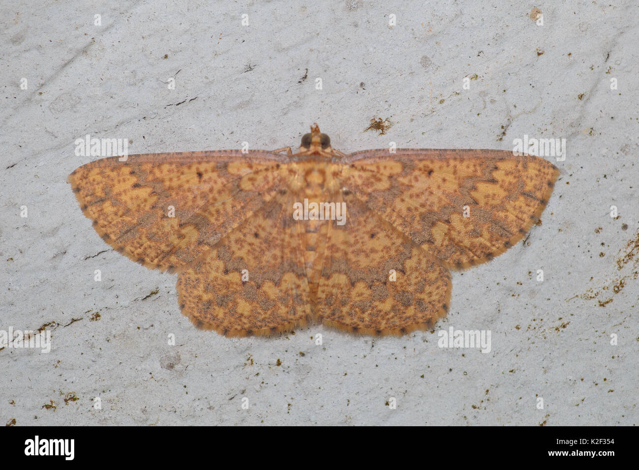 Geometridae sp hi-res stock photography and images - Alamy