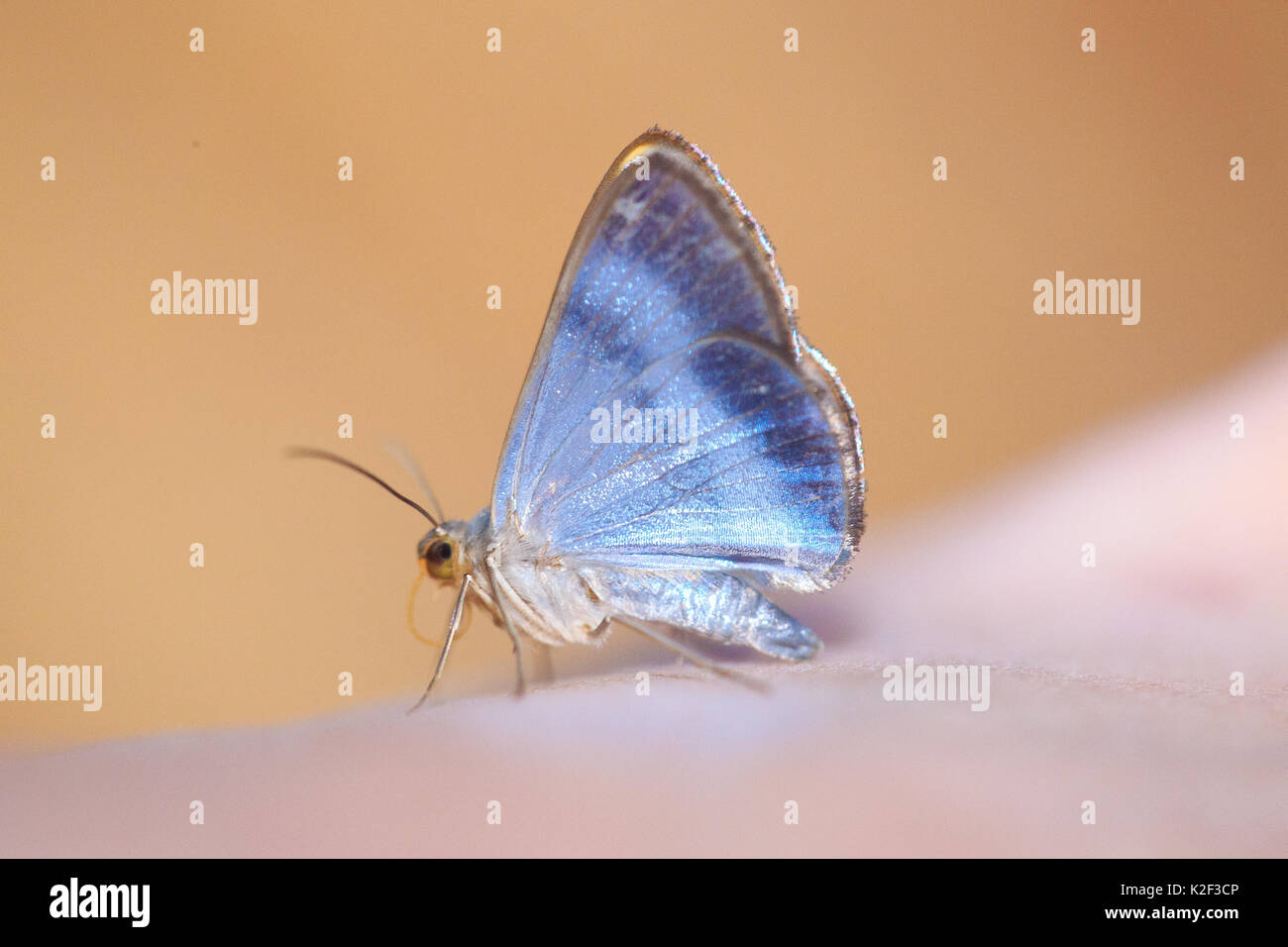 Tasta hi-res stock photography and images - Alamy