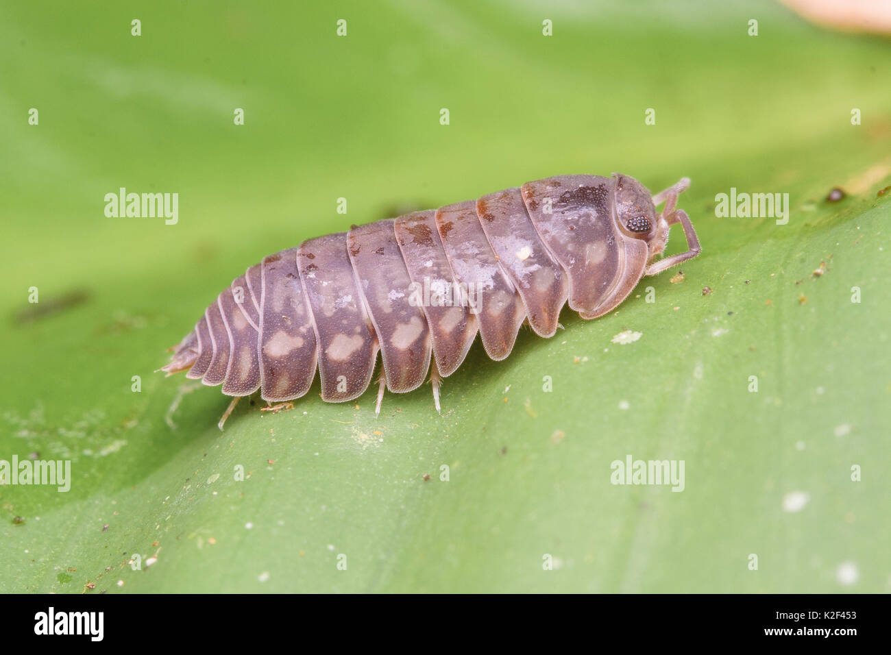 Pill Bug High Resolution Stock Photography and Images - Alamy