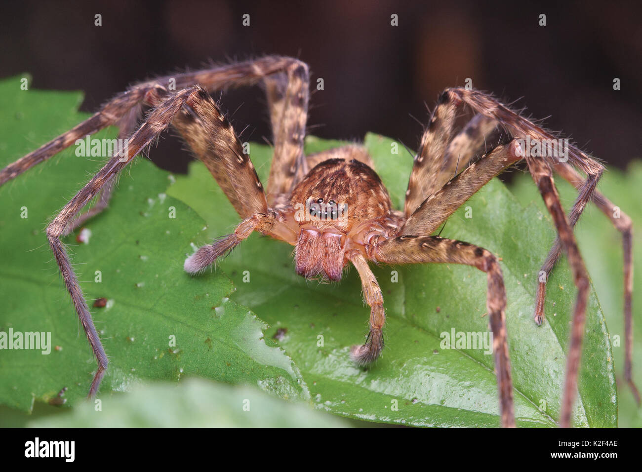 Huntsman Spider (Heteropoda sp Stock Photo - Alamy