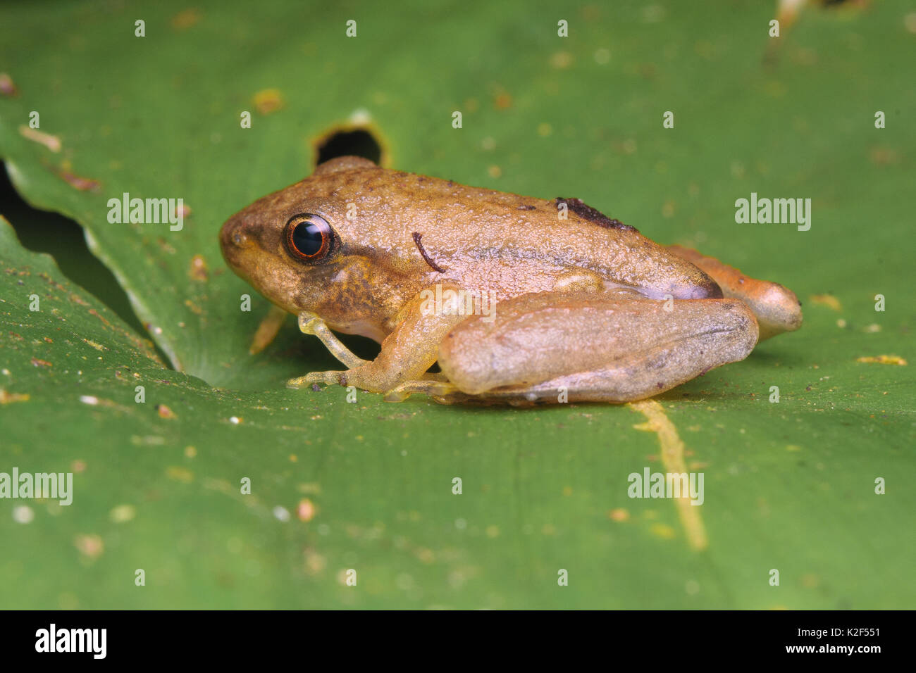 Froglet macro hi-res stock photography and images - Alamy