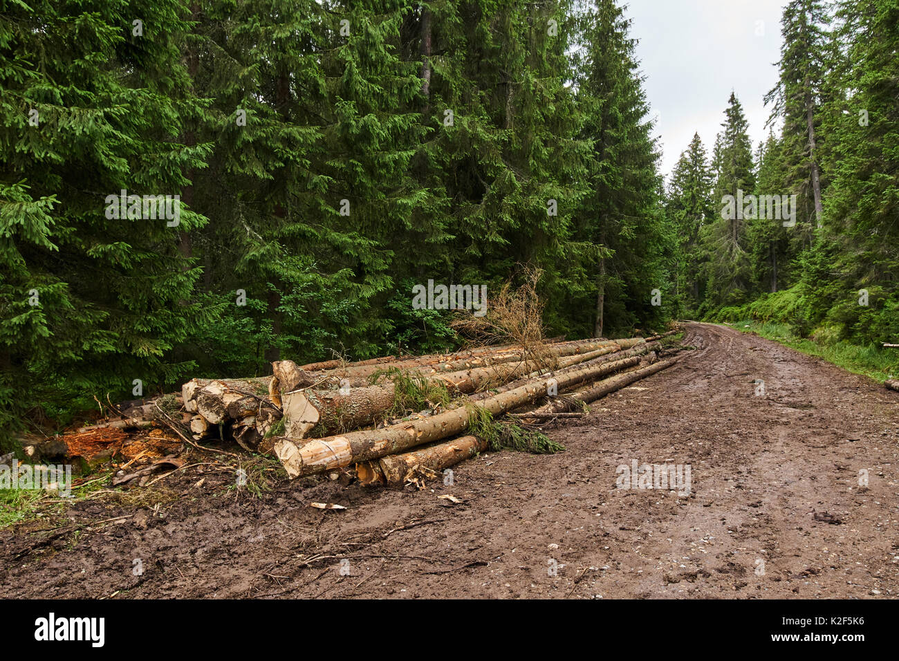 Lumbering, aggressive deforestation in Romanian national parks Stock ...