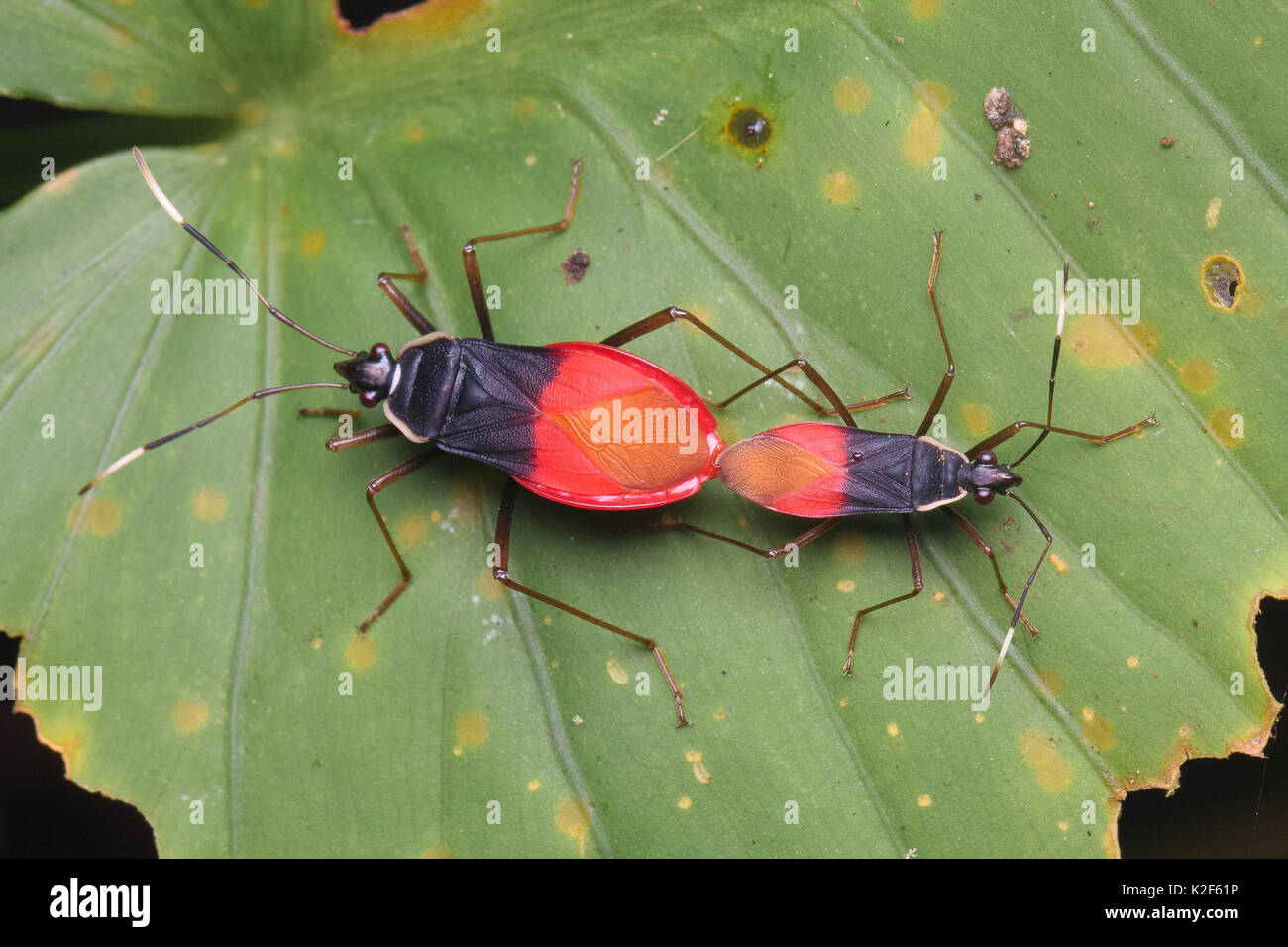 Dindymus hi-res stock photography and images - Alamy