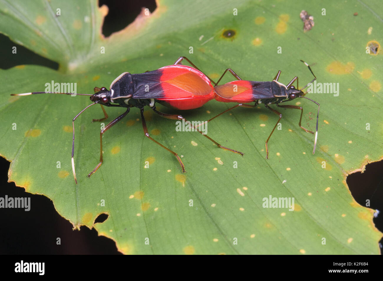 Mating Red Bugs (Dindymus pulcher Stock Photo - Alamy